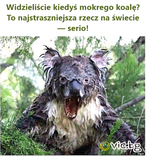 Widzieliście kiedyś mokrego koalę? To najstraszniejsza rzecz na świecie ...