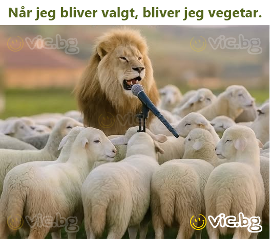 Når jeg bliver valgt, bliver jeg vegetar.